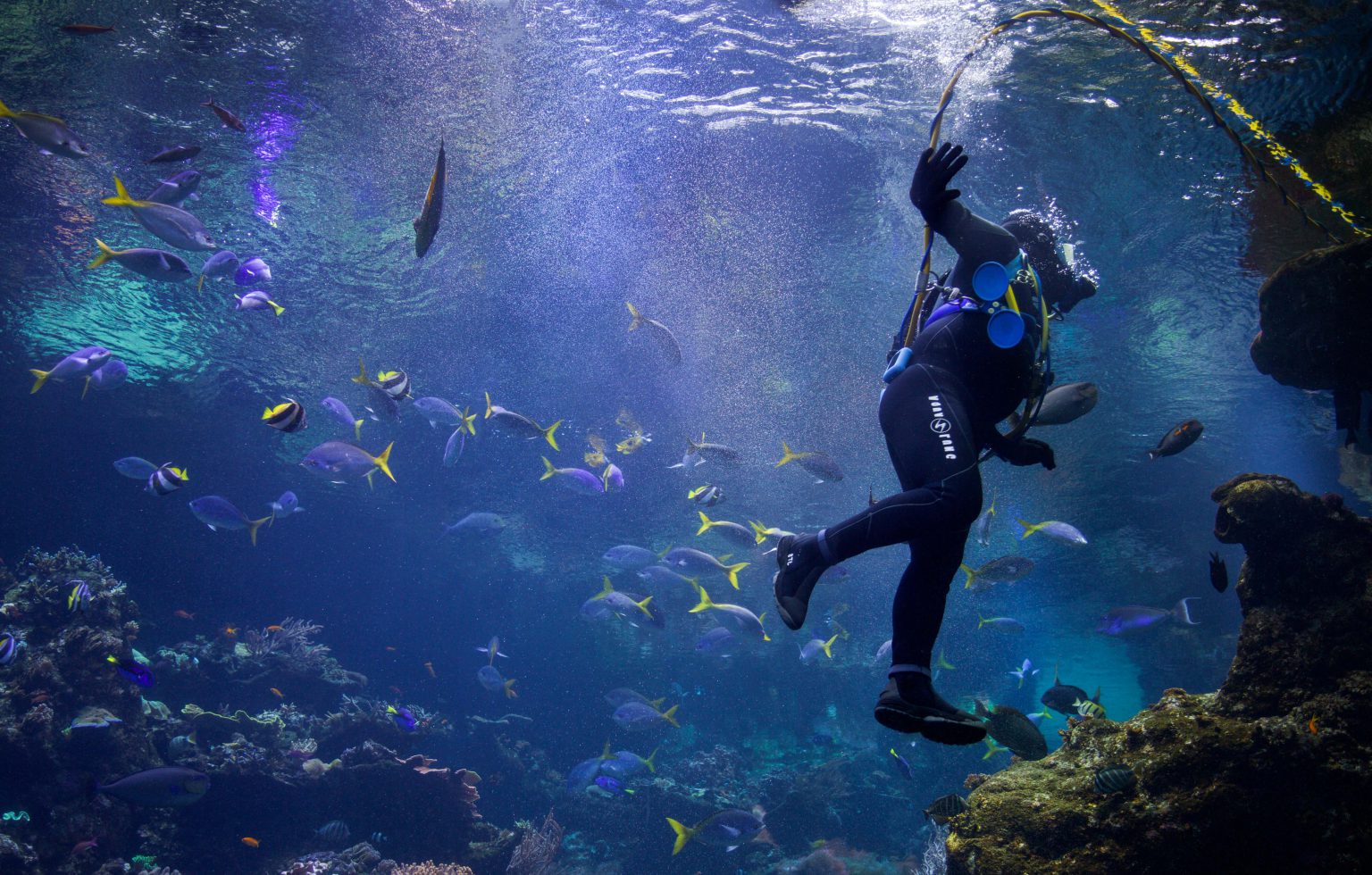 Learn To Dive – Sealantis